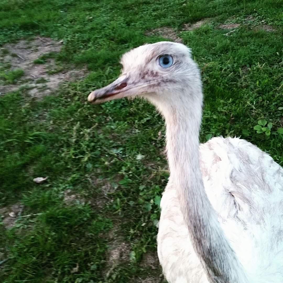 Raising Rhea Birds to Diversify - Backyard Poultry